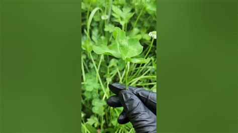 5개의 잎을 가진 클로버로 한 잎 뒷면에서 작은 원뿔 모양의 잎이 자라는 모습clover Collection230520 요정