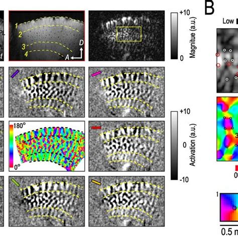 Columnar Mapping Inside Cortical Sulcus With Cbv Weighted Fmri Two Download Scientific Diagram
