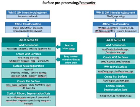 Infant Pipeline Documentation Dcan Labs Informational Guide