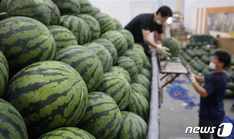 탐스럽게 익은 수박