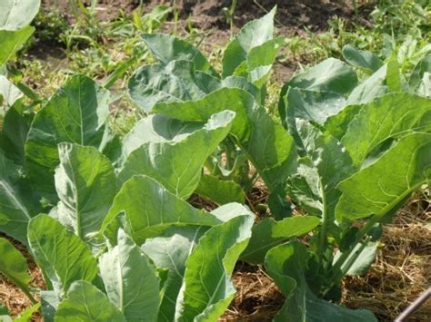 Як виростити цвітну капусту секрети садіння та догляду Читайте на Ukr Net