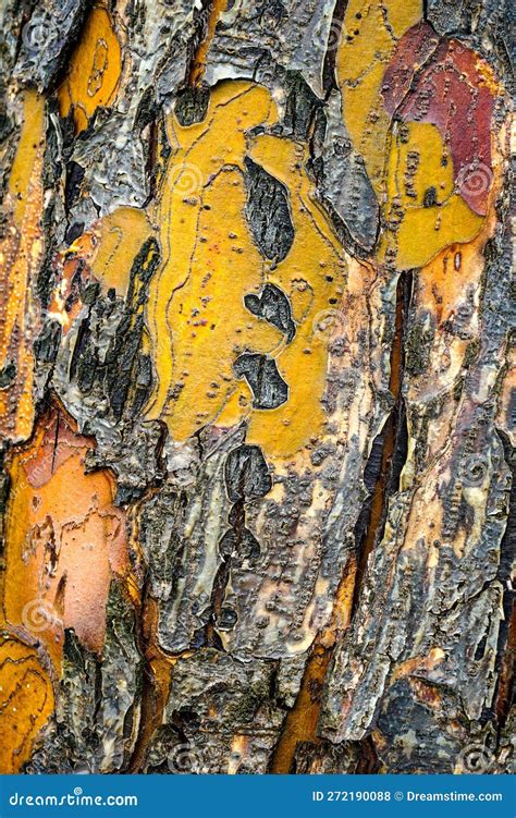 Mature Tree With A Unique Multi Colored Bark Featuring A Mix Of Shades Of Brown And Orange