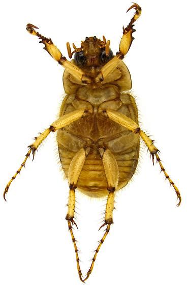 Male Cyclocephala Lunulata Cyclocephala Bugguide Net