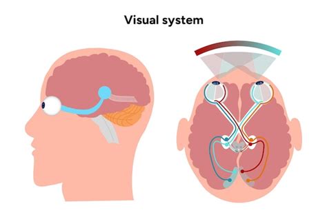 뇌하수체의 수프라키아스마 핵 인간 시각 시스템 경로 피질 다이어그램 오른쪽과 왼쪽 프리미엄 벡터