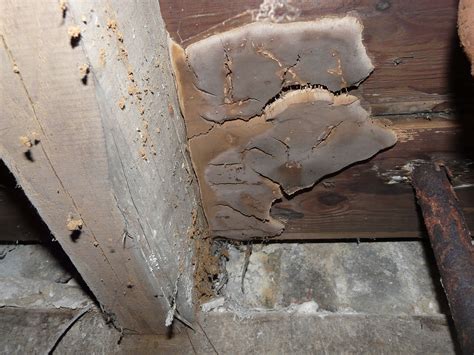 Wet And Dry Rot Gtt