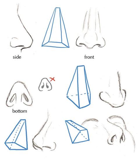 Pin By Sᴇʀᴀᴘʜɪɴᴇ On How To Drawing Nose Drawing Human Anatomy