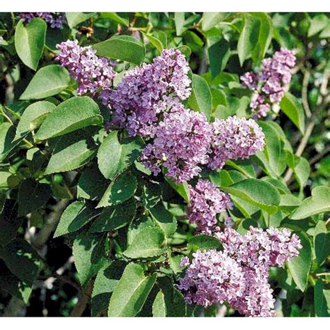 Almindelig Syren Syringa Vulgaris Skov And Landskabsplanter Plantetorvetdk