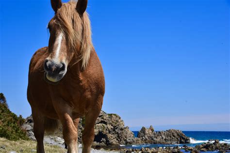 下北半島観光寒立馬の放牧が見られる尻屋崎ってどんなところレポ せシうだBlog