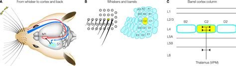 Frontiers Layer Column And Cell Type Specific Genetic Manipulation In Mouse Barrel Cortex