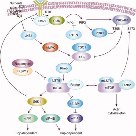 The Mammalian Target Of Rapamycin Mtor Signaling Cascade And Its Download Scientific Diagram