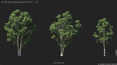 V87eucalyptusglobulus01 Maxtree