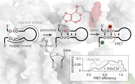Fretlabel Rna Fretools