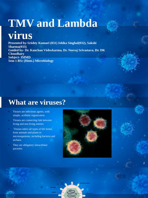 Tmv And Lambda Phage Group 9 Pdf Bacteriophage Virus
