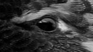 Resize An Image With Offset In Python Stack Overflow