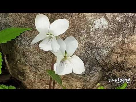 Flower Korea Mungyeong City Patrinii