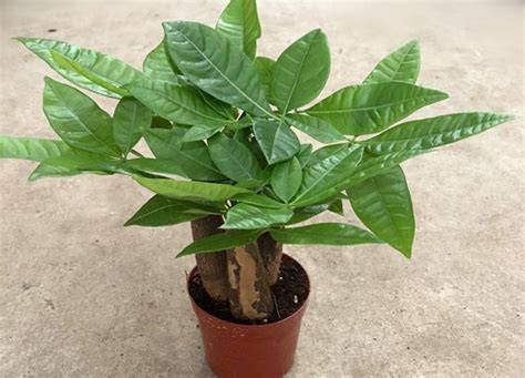 摇钱树开花是什么样子 开花代表什么兆头 植物说
