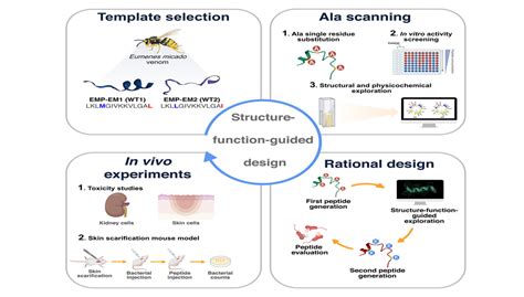 Structure Function Guided Design Of Synthetic Peptides With Anti