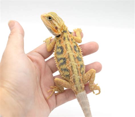 Hypo Citrus Translucent Female Crazy Eye Creations