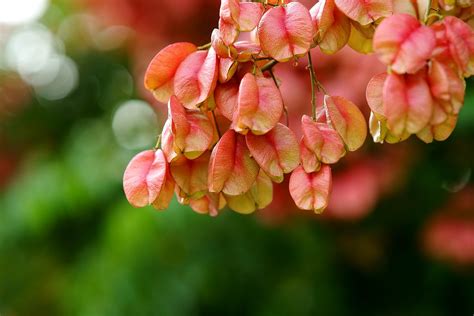 台灣欒樹 的 蒴果 Taiwan Goldenrain tree 拍攝日期 Oct 13 2011 拍攝點 Flickr