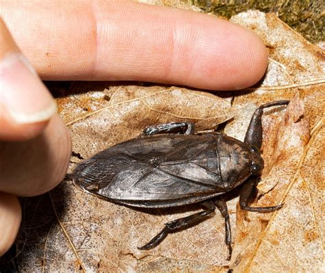 Giant Water Bug Flying