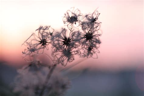 รูปภาพ ธรรมชาติ สาขา ฤดูหนาว ปลูก แสงแดด ตอนเช้า ใบไม้ กลีบดอกไม้ น้ำค้างแข็ง การ