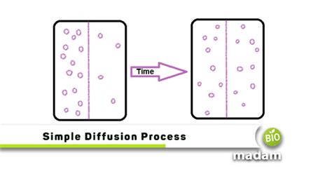 Does Simple Diffusion Require Energy Biomadam