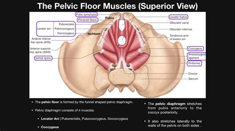 Understanding Female Pelvic Floor Trigger Points A Visual Guide