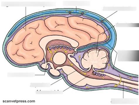 Diagram Of CSF In The Brain Quizlet