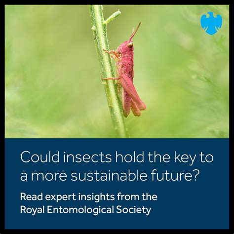 Terry Gyorffy On Linkedin Royal Entomological Society Could Insects Hold The Key To A More
