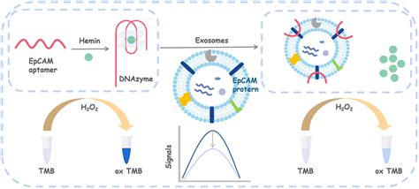 A Colorimetric Aptasensor Based On A Hemin Epcam Aptamer Dnazyme For Sensitive Exosome Detection