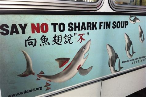 Exclusive Shark Finning Rampant Across Chinese Tuna Firms Fleet