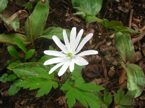 城山かたくりの里 まちへ森へ