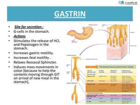 Gastric Hormone