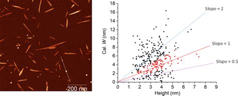 Afm Characterization Of Cellulose Nanocrystal Height And Width Using Internal Calibration