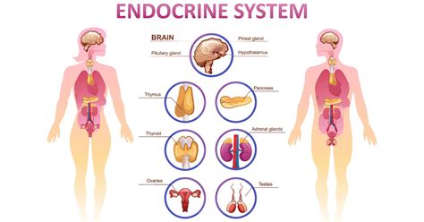 Endocrine System Function