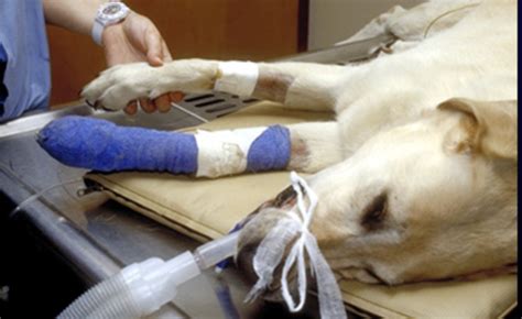 Anesthetic Monitoring Flashcards Quizlet