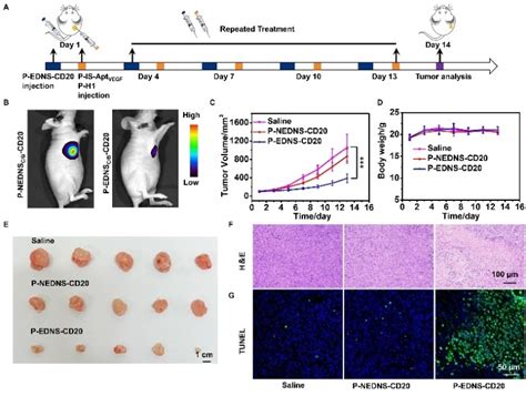 细胞选择性受体聚集策略助力肿瘤治疗 X Mol资讯
