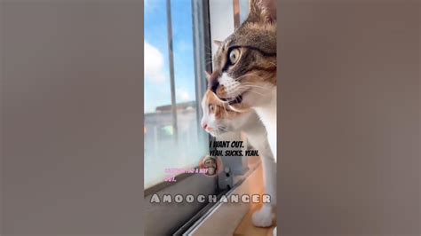 اون دوس دختره من بود😂😂🤣 Youtube