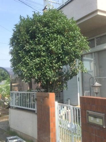 埼玉県さいたま市岩槻区 剪定 金木犀キンモクセイ 庭木のお手入れ庭木の剪定伐採なら親切丁寧な植木屋革命クイックガーデニング