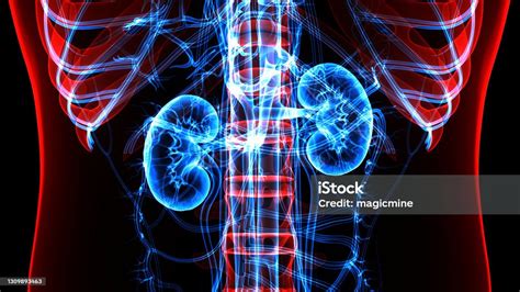 인간 오줌 시스템 신장 해부학 3차원 형태에 대한 스톡 사진 및 기타 이미지 3차원 형태 X 레이 강낭콩 Istock