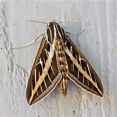 White Lined Sphinx Moth