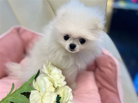 포메라니안 뽀숑 비숑프리제무료입양사이트 포메라니안무료입양사이트 말티즈무료입양사이트 말티푸무료입양사이트 푸들무료입양사이트 먼치킨무료입양사이트 랙돌무료입양사이트 브리티쉬숏헤어