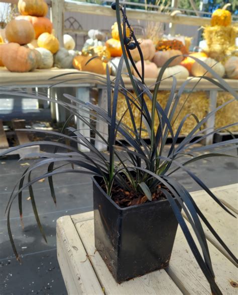 Black Mondo Grass Kennedys Country Gardens Garden Center