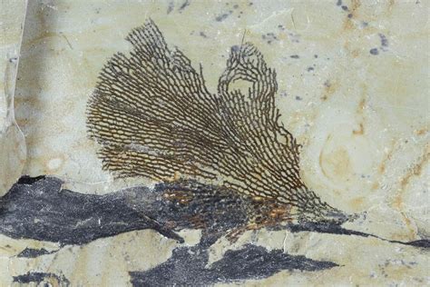 Fossil Graptolites For Sale