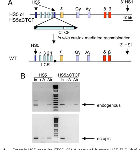 Chromatin Loop Semantic Scholar