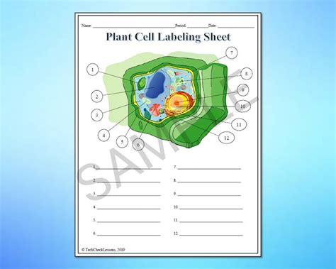 Plant Cell Labeling Functions Science Worksheet Editable DIGITAL
