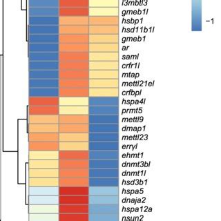 Heatmap Analysis Of Sex Specific Differentially Expressed Genes DEGs Download Scientific