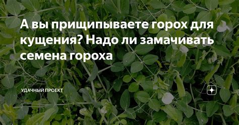 А вы прищипываете горох для кущения? Надо ли замачивать семена гороха ...