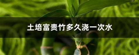 土培富贵竹多久浇一次水 花百科