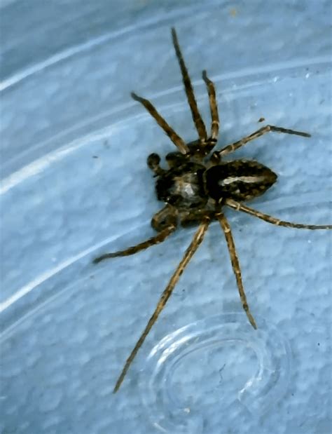 Id Crab Spider R Entomology